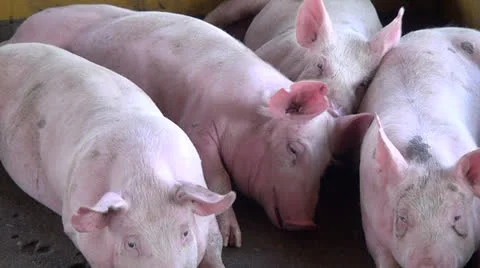 Piglets Stock Video Footage | Royalty Free Piglets Videos | Pond5