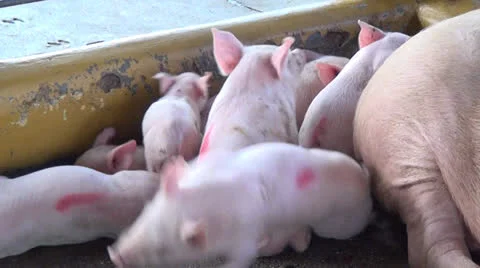 Pigs, Piglets, Hogs, Farm Animals, 2D, 3... | Stock Video | Pond5