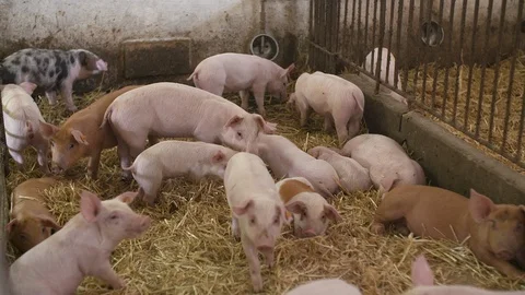 pigs, piglets on livestock farm | Stock Video | Pond5