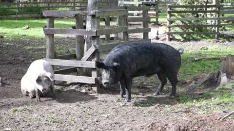 Pigs Running Stock Video Footage | Royalty Free Pigs Running Videos | Pond5