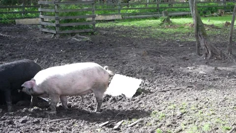 Pigs Running Stock Video Footage | Royalty Free Pigs Running Videos | Pond5