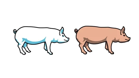 Pig Sketch Stock Videos – Royalty-Free HD & 4K Videos