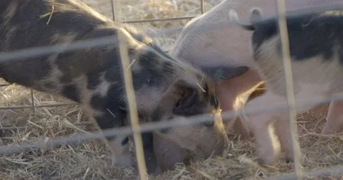 Pigs (Sus domesticus) sticking their sno... | Stock Video | Pond5