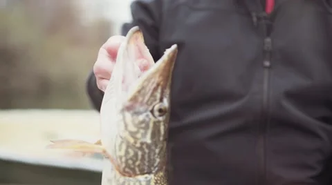 Weekly Catch Stock Videos – Royalty-Free HD & 4K Videos | Pond5