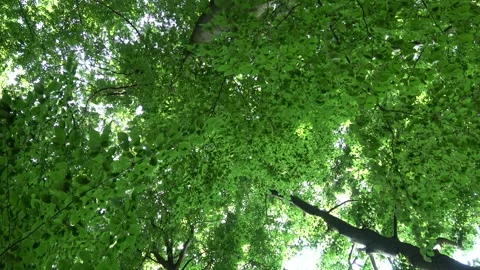 Pildamsparken Malmo trees nature view th... | Stock Video | Pond5
