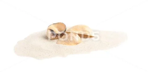 Pile of beach sand with sea shells on white background ~ Hi Res #239209513