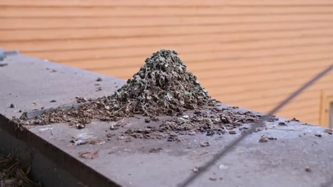 Pile of Bird Poop Dropping Formed on Roo... | Stock Video | Pond5