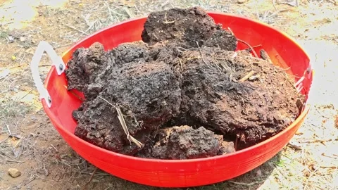 A pile of cow dung or livestock manure i... | Stock Video | Pond5