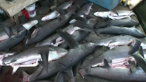 Finning Stock Footage ~ Royalty Free Stock Videos | Pond5