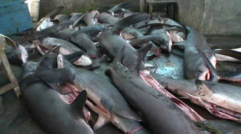 Shark Finning Stock Videos – Royalty-Free HD & 4K Videos | Pond5
