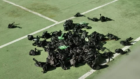 Pooping Collection Stock Video Footage | Royalty Free Pooping ...