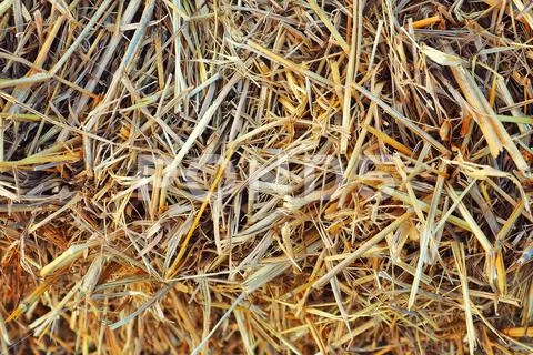 Pile of dry straw grass texture background ~ Premium Photo #132410999