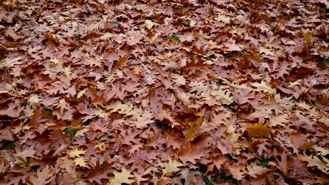 Lile Video Stock Videos – Royalty-Free HD & 4K Videos