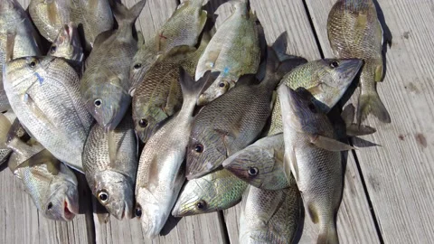 Porgies Stock Video Footage | Royalty Free Porgies Videos | Pond5