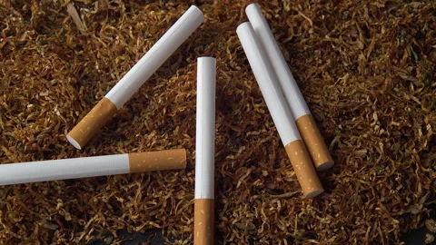 Raw Cigarette Rolling Stock Video Footage | Royalty Free Raw Cigarette ...