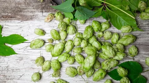 Old Cones Stock Videos – Royalty-Free HD & 4K Videos | Pond5