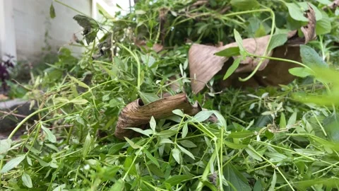 Pile of plucking weeds grass. Throwing m... | Stock Video | Pond5