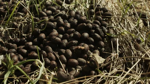 Pile of roe deer droppings in the grass ... | Stock Video | Pond5