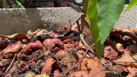 Rotten Apple Stock Footage ~ Royalty Free Stock Videos | Pond5