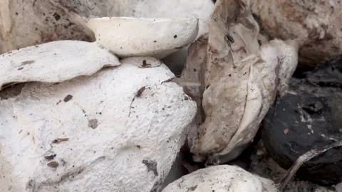 Pile of rubber cup lump. | Stock Video | Pond5