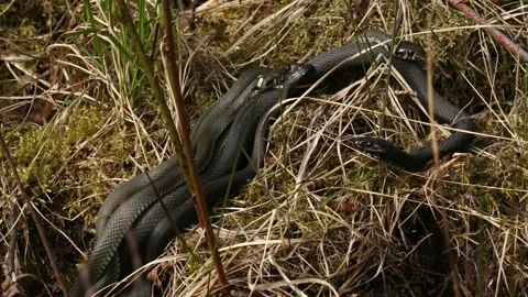 A pile of Swedish snakes | Stock Video | Pond5