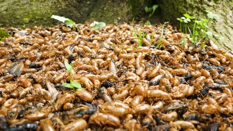 Piles of cicada exoskeletons litter the ... | Stock Video | Pond5