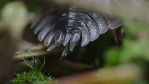 Slater Bug Stock Video Footage | Royalty Free Slater Bug Videos | Pond5