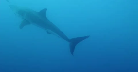 Pilot Fish Stock Videos – Royalty-Free HD & 4K Videos