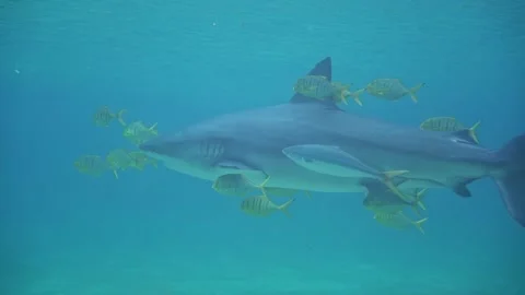 Pilot fish golden trevally swimming clos... | Stock Video | Pond5