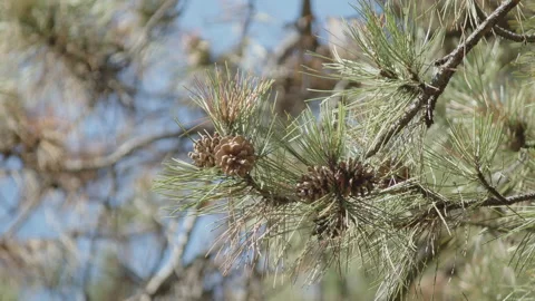 Pinaceae family tree against blue sky 4K... | Stock Video | Pond5