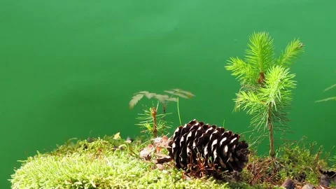 Pine cone and young tree on old stump in... | Stock Video | Pond5