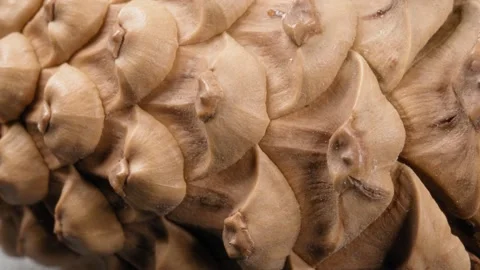 Pine cone close-up. The texture of the b... | Stock Video | Pond5