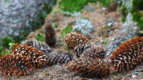 Pinecone Falling Stock Footage ~ Royalty Free Stock Videos | Pond5