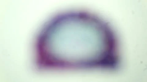 Pine needle cross-section under the micr... | Stock Video | Pond5