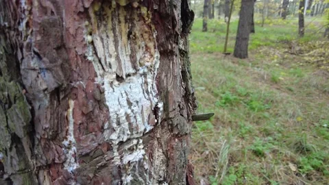 pine resin on a tree. The traditional pi... | Stock Video | Pond5