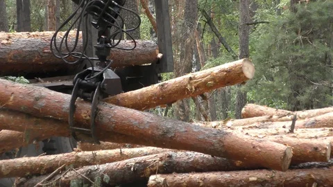 Forest Manager Stock Video Footage | Royalty Free Forest Manager Videos ...