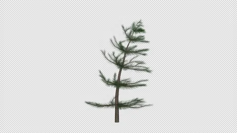 Pine tree Animation with Alpha Channel | Stock Video | Pond5