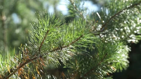 Pinelight Video Stock Videos – Royalty-Free HD & 4K Videos