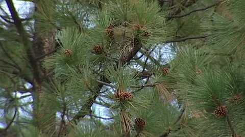 Bitterroot Stock Footage ~ Royalty Free Stock Videos | Pond5