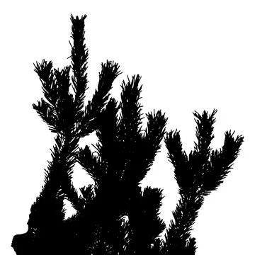 Pine Tree Branch Silhouette
