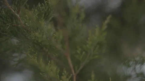 Push Tree Up Stock Videos – Royalty-Free HD & 4K Videos