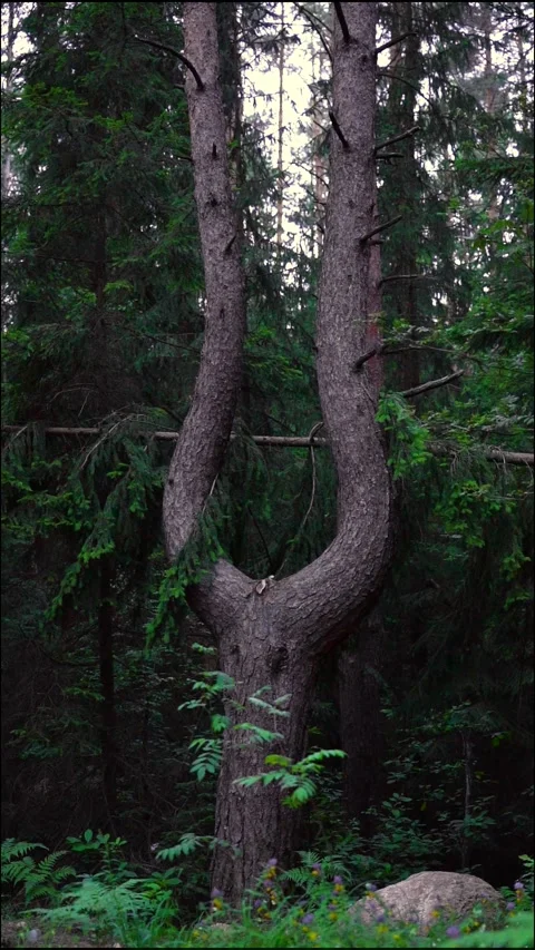 A pine tree with a curved shape in the f... | Stock Video | Pond5