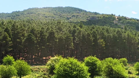 Allergy Pollen Season Stock Videos – Royalty-Free HD & 4K Videos | Pond5