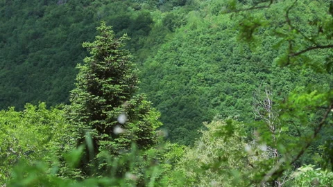 Pine Tree Backdrop Stock Videos – Royalty-Free HD & 4K Videos