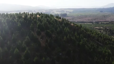 Pine tree plantation reforestation on sl... | Stock Video | Pond5