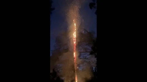 Pine Tree Spotted To Split In Two After ... | Stock Video | Pond5