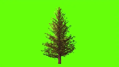 Pine Tree Timelapse Animation Style 4K o... | Stock Video | Pond5