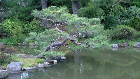 Pine tree trimmed in the Japanese niwaki... | Stock Video | Pond5