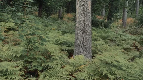 Pine tree trunks and ferns in summer for... | Stock Video | Pond5