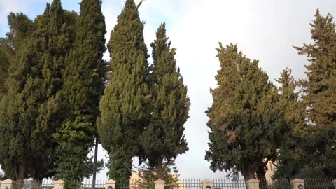 pine trees in bethlehem israel palestine | Stock Video | Pond5